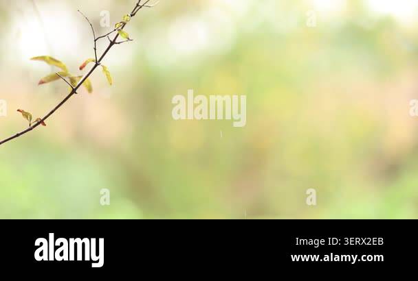Tree branches with raindrops and soft green bokeh background, close-up ...