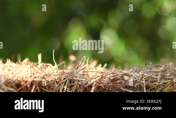 Straw stack, Hay bale in nature soft green bokeh background and ...