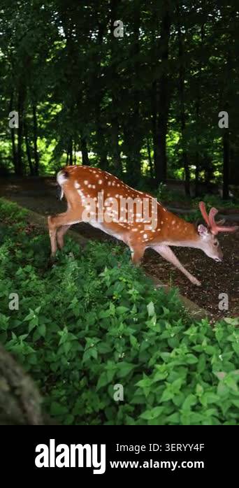 Whitetail deer doe browsing in the forest on a hot summer day Stock ...