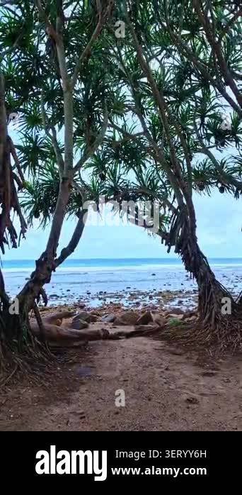 Vertical video showing a path leads through pandanus trees to a rocky ...