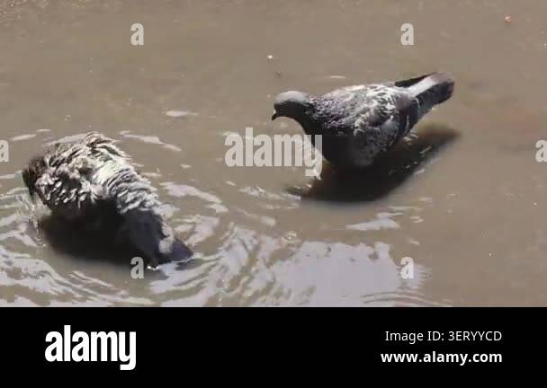 Two Pigeons Bathe in Puddle of Water at City Street Sunny Day Stock ...
