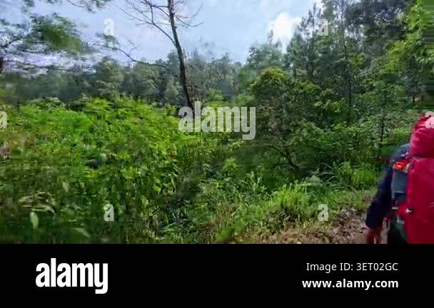 Exploring the Lush Greenery of a Mountain Trail Surrounded by Dense ...
