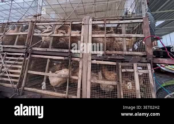 Captivating Image of Caged Chickens Transported in a Wooden Enclosure ...