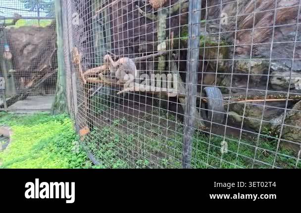 Captivating Visual of a Gibbon in Captivity: The Complexity of Animal ...