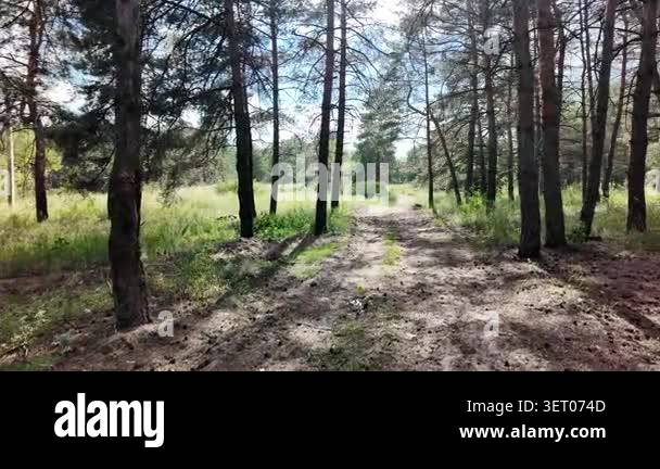 Sunny pine forest interior with tall tree trunks, green undergrowth ...