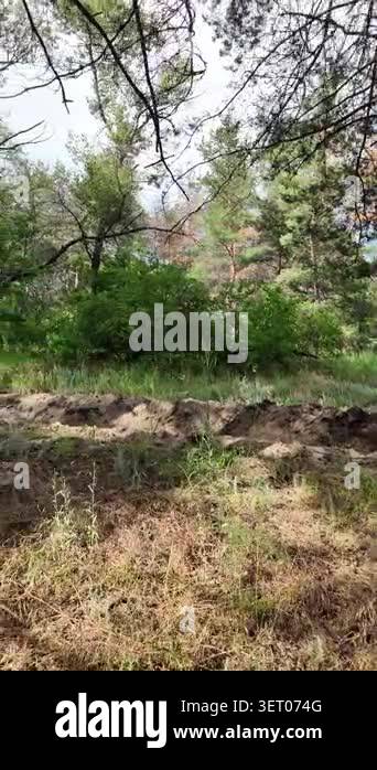 Sunny pine forest interior with tall tree trunks, green undergrowth ...