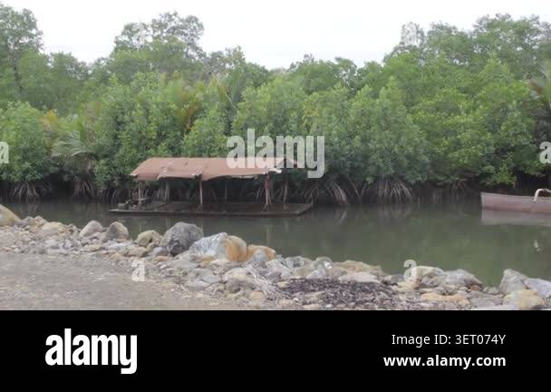 Long River in Sabang Surigao del Norte Philippines with amacan Tree ...