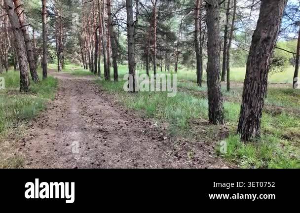 Sunny pine forest interior with tall tree trunks, green undergrowth ...