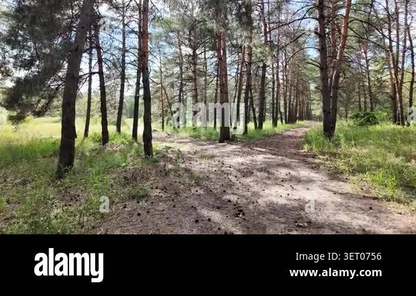 Sunny pine forest interior with tall tree trunks, green undergrowth ...