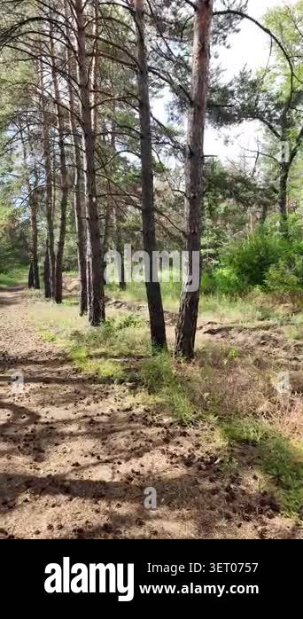 Sunny pine forest interior with tall tree trunks, green undergrowth ...