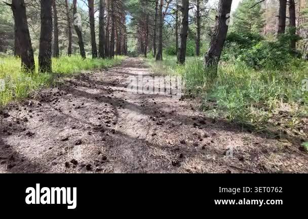 Sunny pine forest interior with tall tree trunks, green undergrowth ...