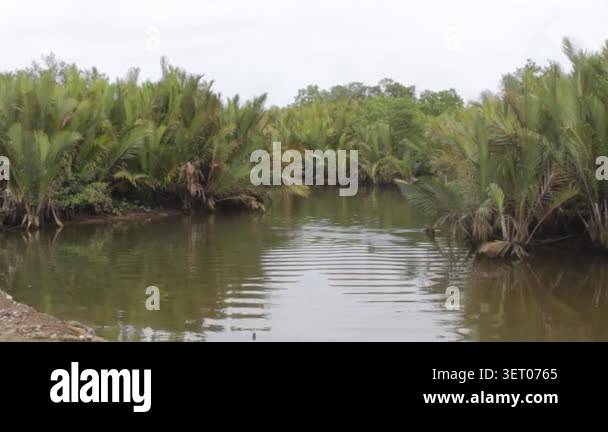 Long River in Sabang Surigao del Norte Philippines with amacan Tree ...
