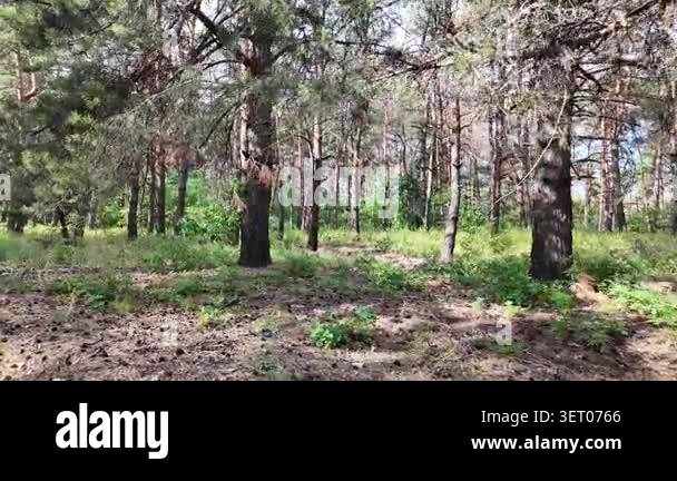 Sunny pine forest interior with tall tree trunks, green undergrowth ...