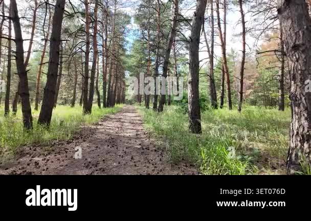 Sunny pine forest interior with tall tree trunks, green undergrowth ...