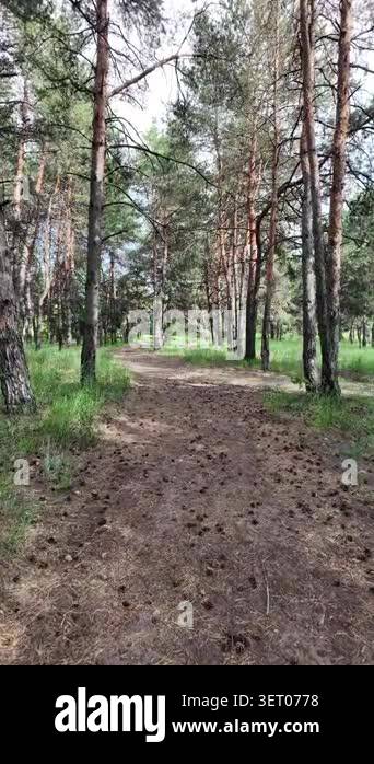 Sunny pine forest interior with tall tree trunks, green undergrowth ...