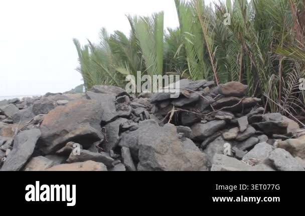 Long River in Sabang Surigao del Norte Philippines with amacan Tree ...