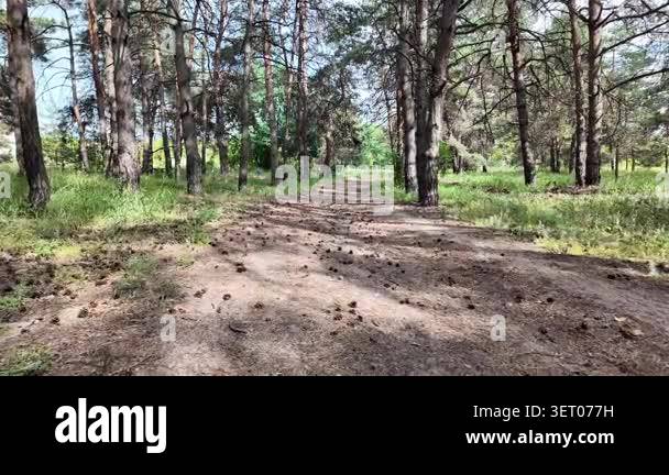 Sunny pine forest interior with tall tree trunks, green undergrowth ...