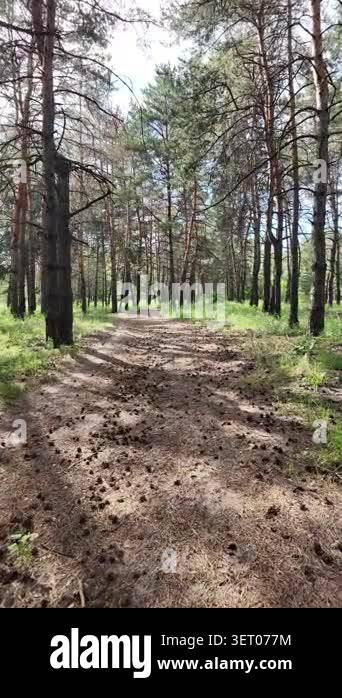 Sunny pine forest interior with tall tree trunks, green undergrowth ...