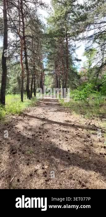 Sunny pine forest interior with tall tree trunks, green undergrowth ...