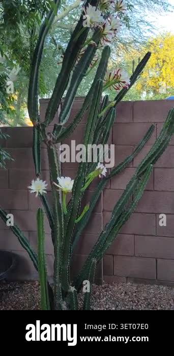 Multi-trunked Peruvian Apple Cactus or Night-Blooming Cereus repandus ...