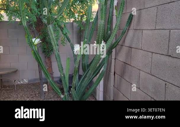 Flower close-up of Peruvian Apple Cactus or Night-Blooming Cereus ...