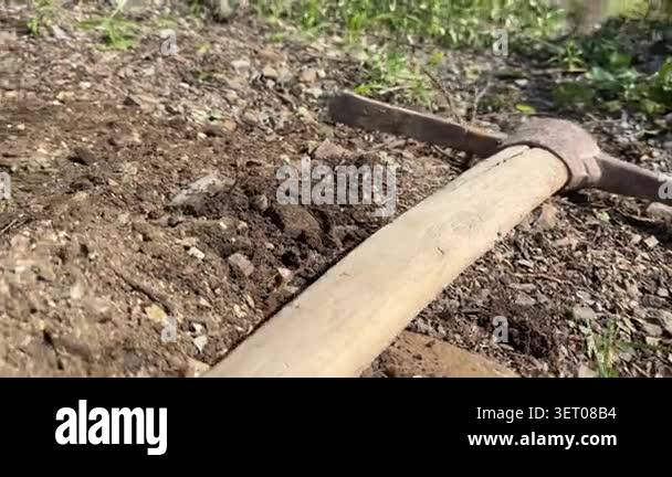 Small Tree Sapling Planted Soil Ground Close Up Growth Nature. High ...