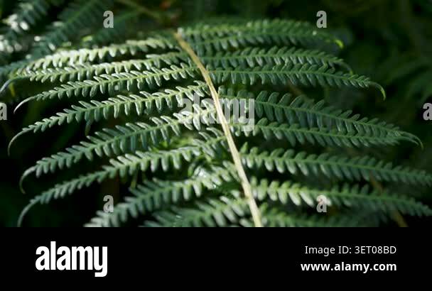 Extreme close up of a vibrant green fern frond gently swaying ...