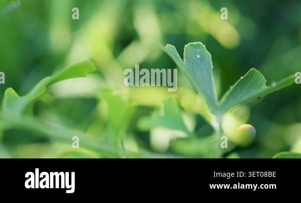 Macro view of a lush green ginkgo biloba leaf swaying gently. A tiny ...