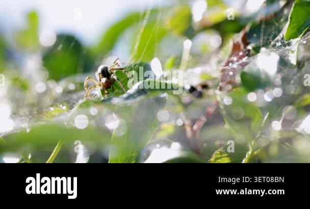 Macro footage of a tiny spider moving on its web among green leaves ...