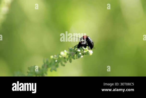 Macro view of a tiny black and red beetle moving on a flowering plant ...