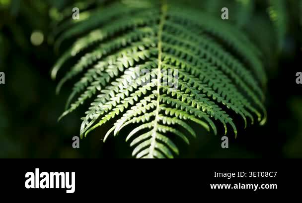 Close up of a lush green fern frond gently moving in the breeze ...