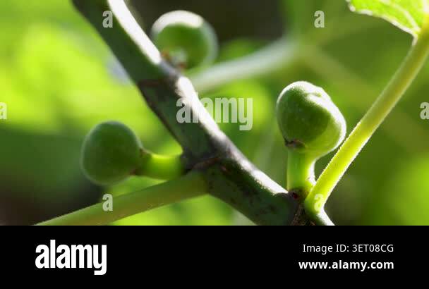Close up view of small, unripe green figs on a tree branch, gently ...