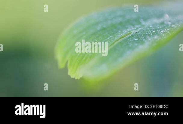 Extreme close up of a fresh green ginkgo biloba leaf covered with tiny ...