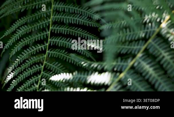 Macro shot of a lush green fern leaf. Sunlight filters through the ...