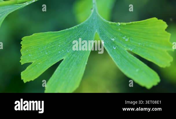 Macro view of a vibrant green Ginkgo biloba leaf covered with tiny ...
