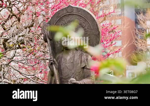 Slide Shot Of Jizo Statue With Spring Blossoms Sensoji Temple Tokyo ...