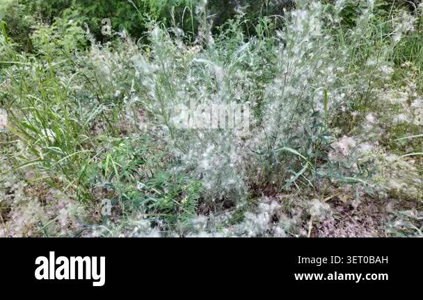 Close-up of a green bush covered with white fluffy plant seeds. Poplar ...