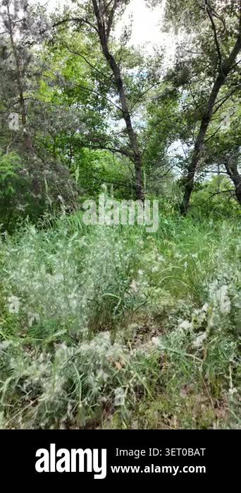 Close-up of a green bush covered with white fluffy plant seeds. Poplar ...