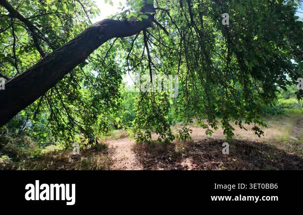 Cinematic 4K 24fps panning shot moving from a sunny pine forest path to ...