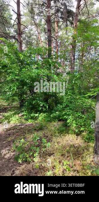 Sunny pine forest interior with tall tree trunks, green undergrowth ...