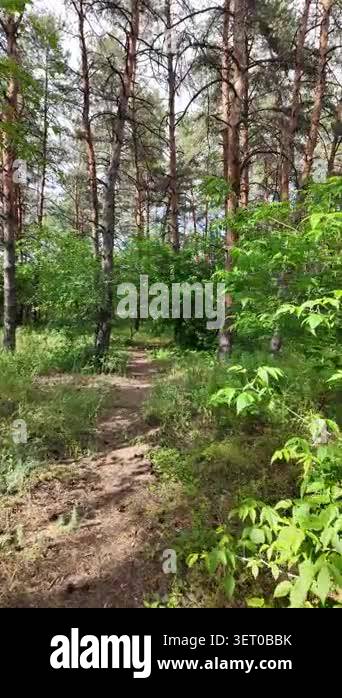 Sunny pine forest interior with tall tree trunks, green undergrowth ...