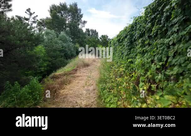 Cinematic 4K 24fps first-person view tracking shot through green trees ...