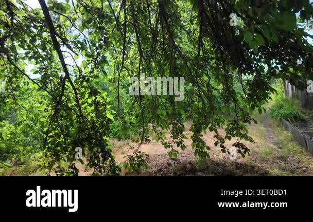 Cinematic 4K 24fps panning shot moving from a sunny pine forest path to ...