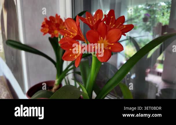 Vibrant orange Clivia miniata flowers blooming indoors near a window ...