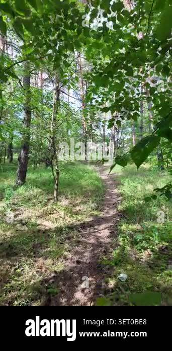 Sunny pine forest interior with tall tree trunks, green undergrowth ...