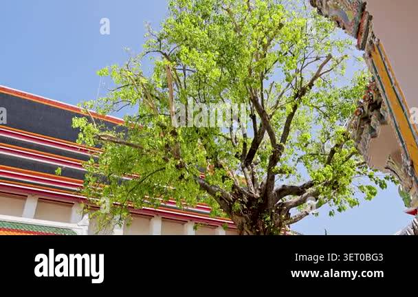 Wat Pho Temple Exterior Rooftop Architecture Bangkok Thailand View ...