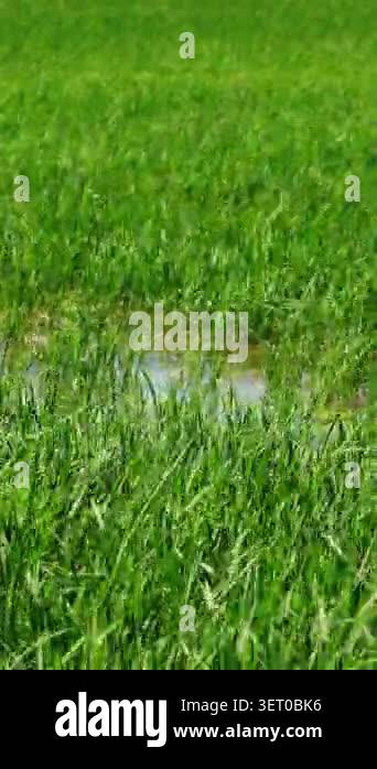Rice plants growing in shallow water of paddy field in Ebro Delta ...
