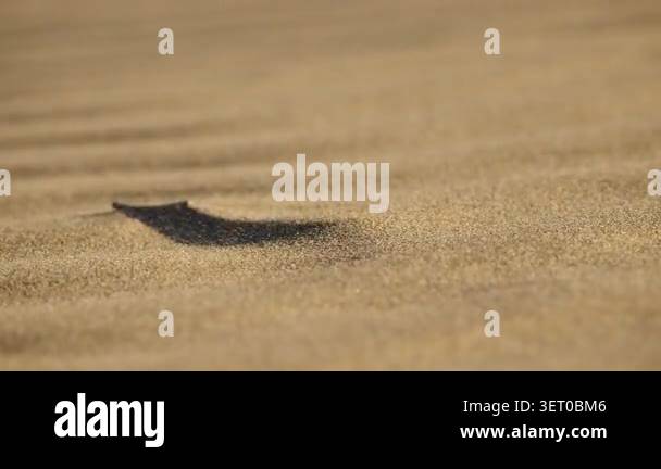 Windblown desert sand with drifting grains and small depression formed ...