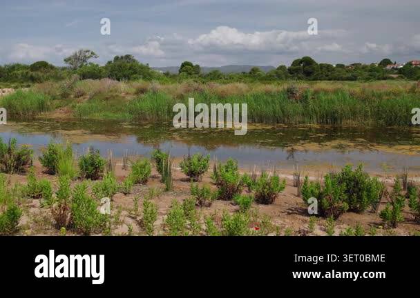 Les Madrigueres wetland lagoon surrounded by reed beds and protected ...