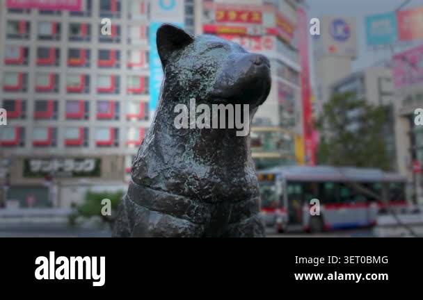 Hachiko Statue Close Up in Shibuya Tokyo Urban Morning Scene. High ...